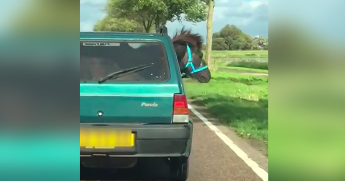 VIDEO: Automobilist vervoert pony op de achterbank van een Fiat Panda | WNL
