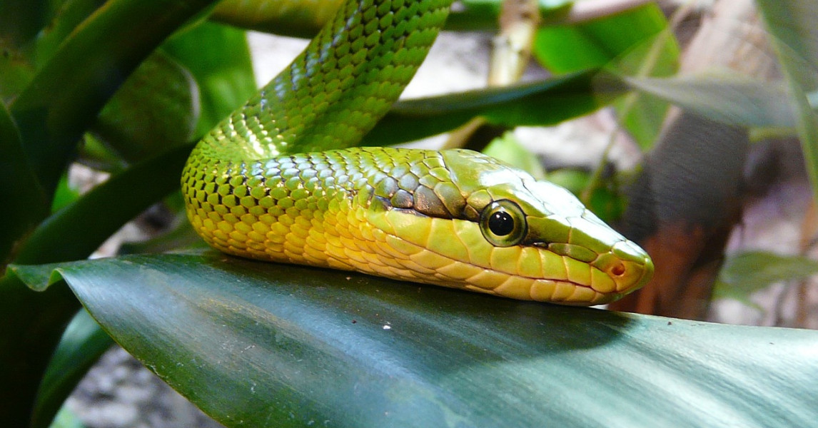 Ontsnapte giftige slang in Tilburg gevonden in huis eigenaar | WNL