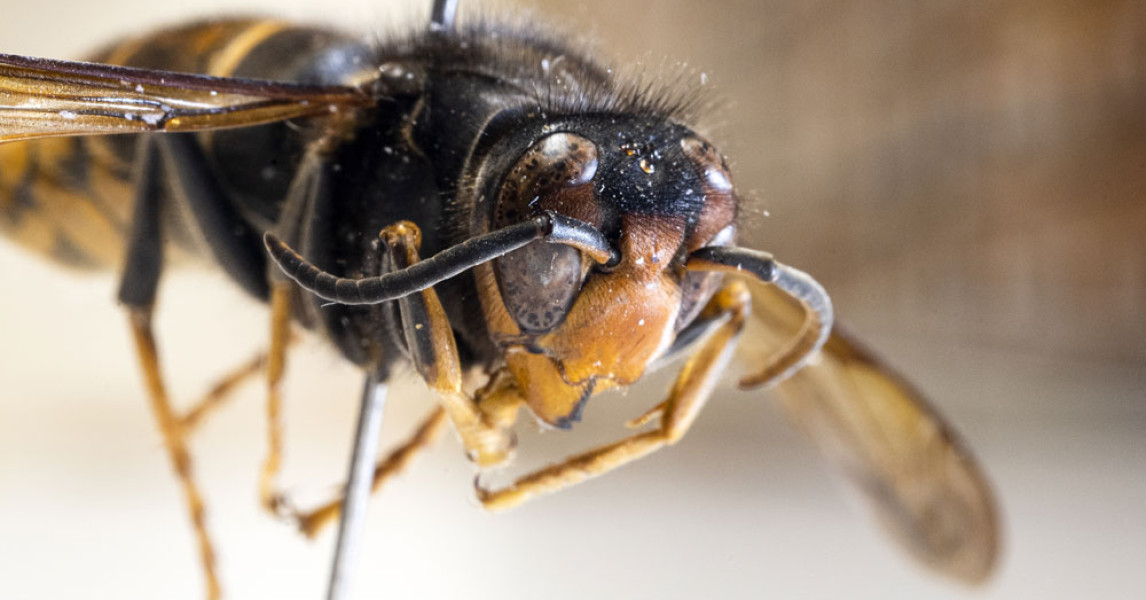Wespenstichting slaat alarm om Aziatische hoornaar, ofwel ‘terrorwesp ...