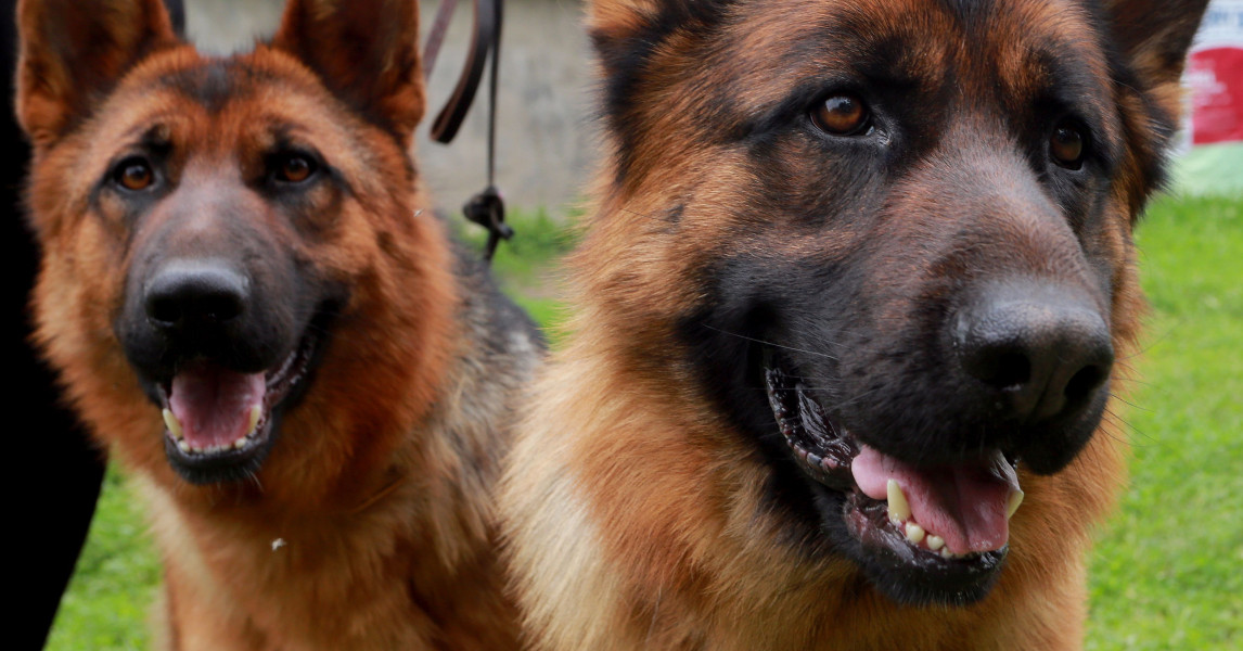 Meer dan honderd hondjes gevonden in huis in Culemborg | WNL