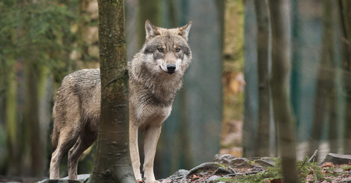 Probleemwolf Bram gaat voorlopig nog vrijuit: ‘Zenderen wordt heel ...