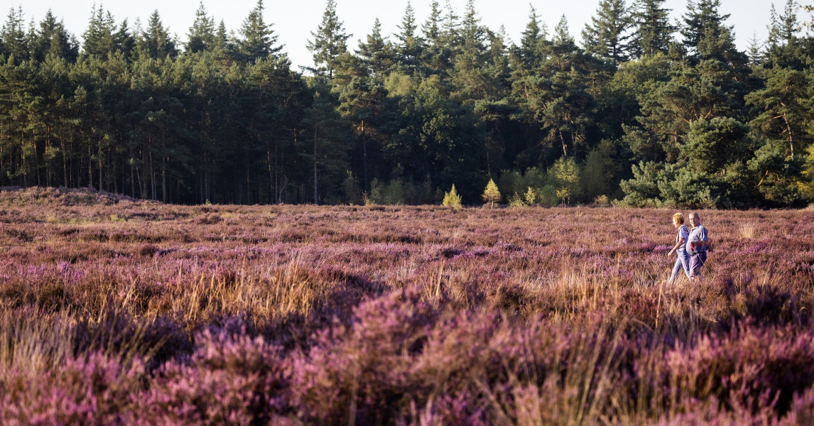 Halve kilometer rondom Veluwe streng stikstofbeleid | WNL