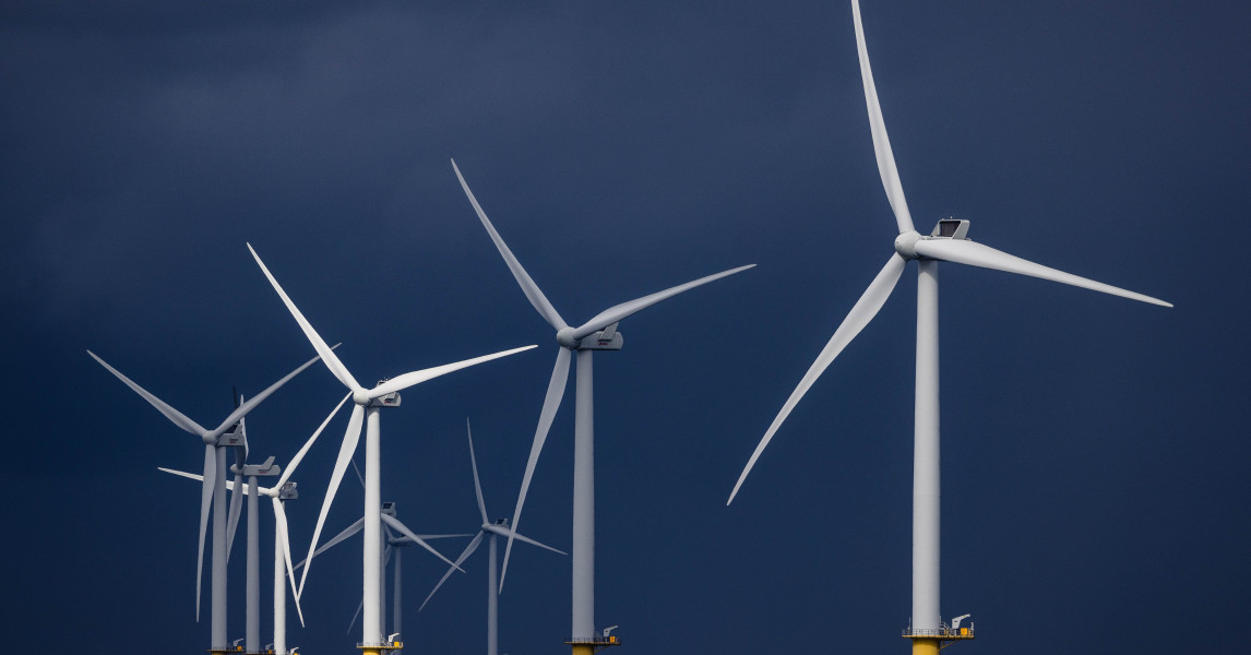 Meerdere soorten haaien en roggen tussen windmolens Noordzee | WNL